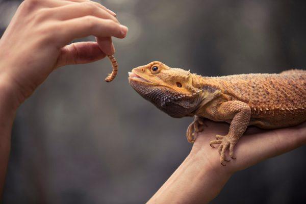 Find the Right Seller for Reptile Feeders and Worms | Sunshine State Worms