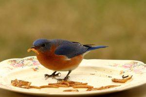 Learning about Your Bluebirds Diet | Sunshine State Worms
